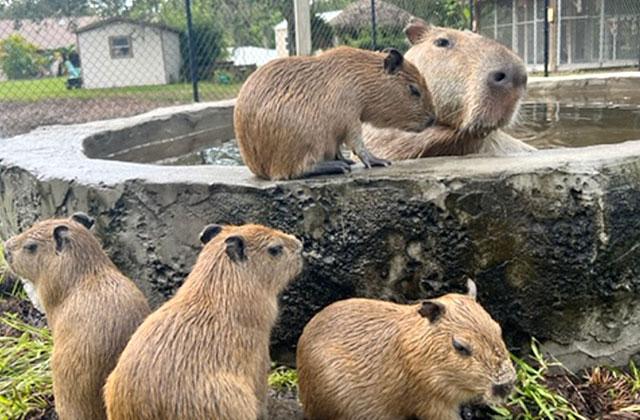 St. Cloud animals preserve welcomes new baby capybaras | Osceola News ...